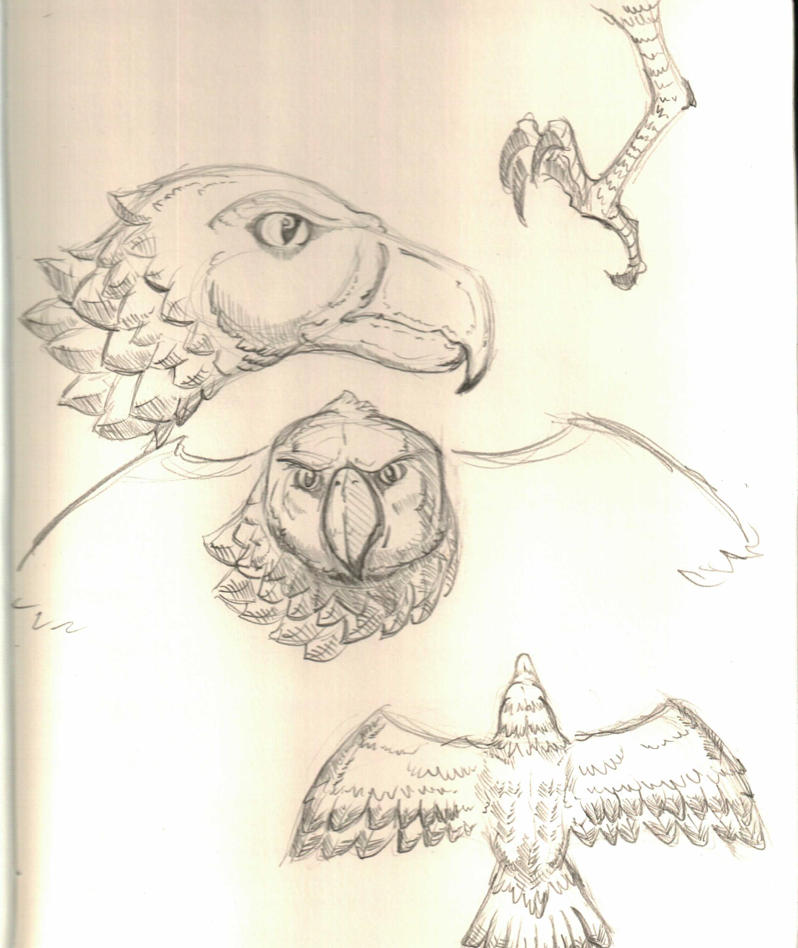 "Arabian Nights" Eagle puppet by Seth Shaw at Coroflot.com