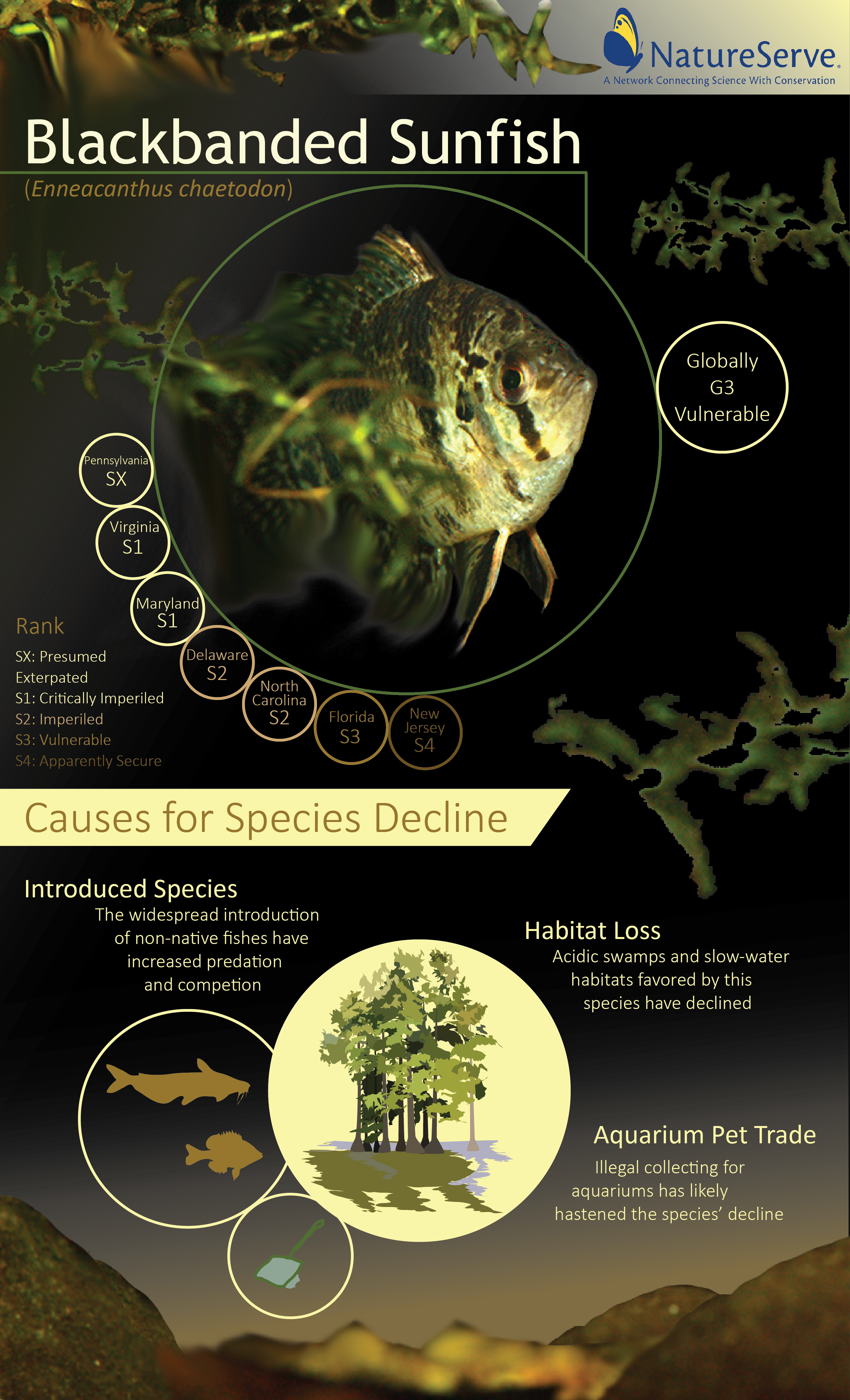 Blackbanded Sunfish Infographic by Nicholas Moy at Coroflot.com