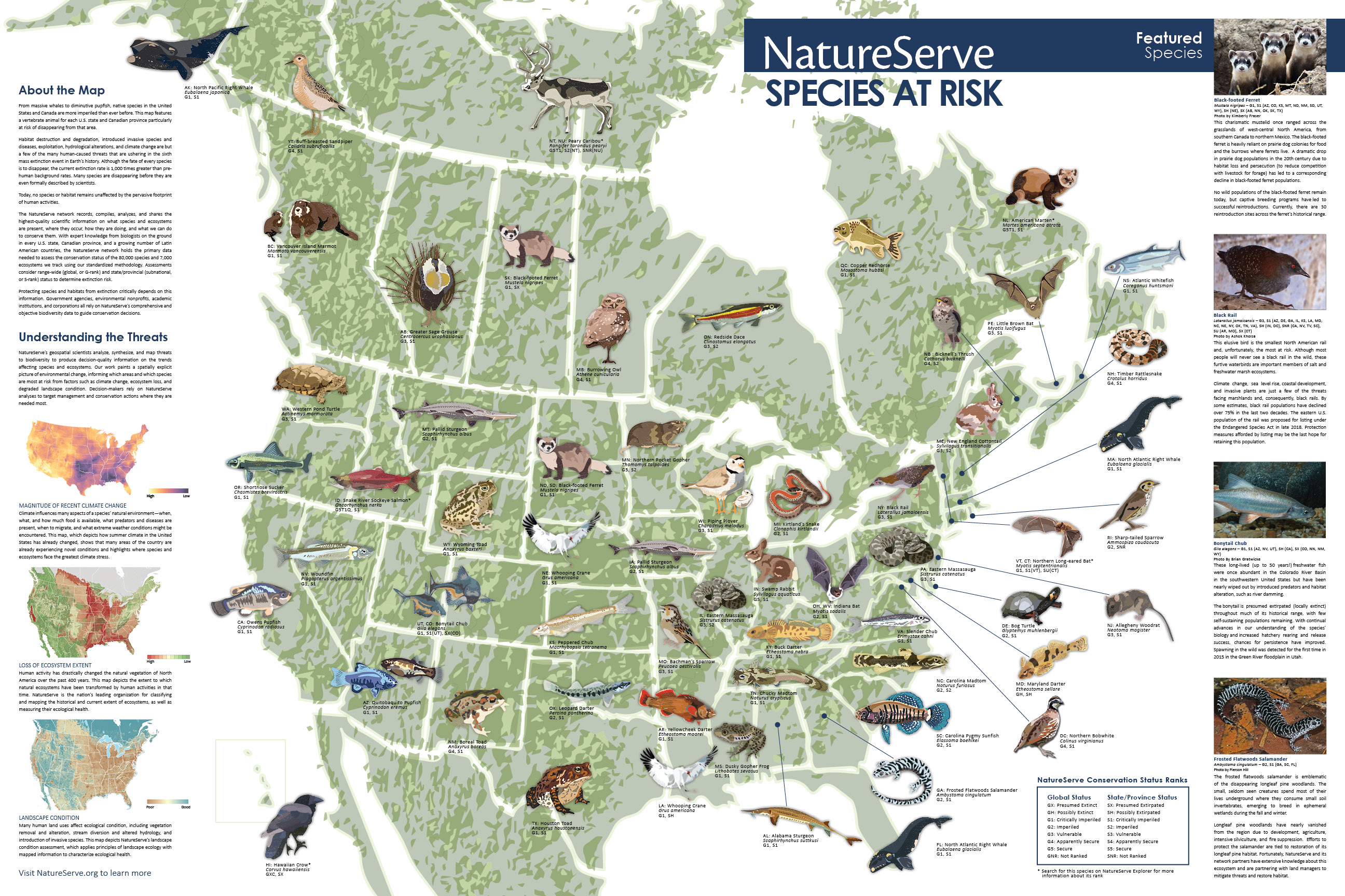 Species at Risk Wall Map by Nicholas Moy at Coroflot.com